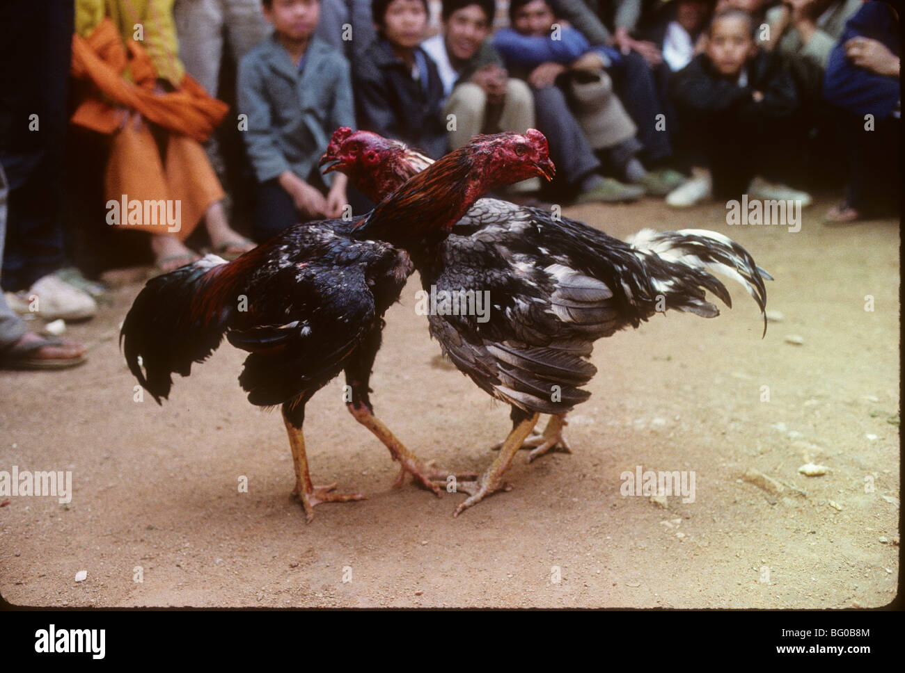 A cock fight at a Buddhist temple, Mengun, Yunnan Province, China Stock ...