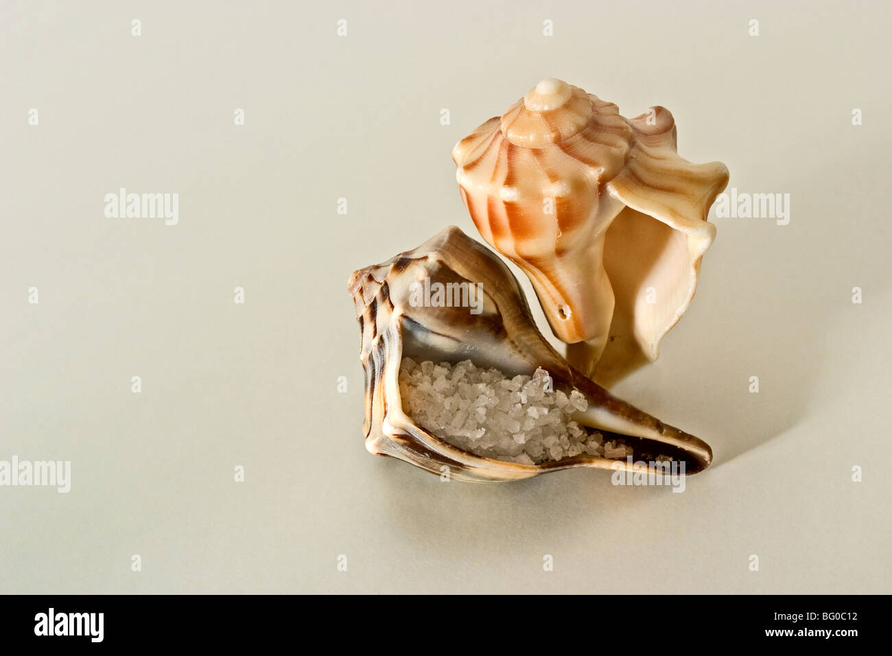 Two small conch shells, one filled with sea salt Stock Photo - Alamy