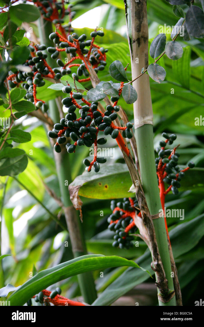 Chamaedorea alternans hi-res stock photography and images - Alamy