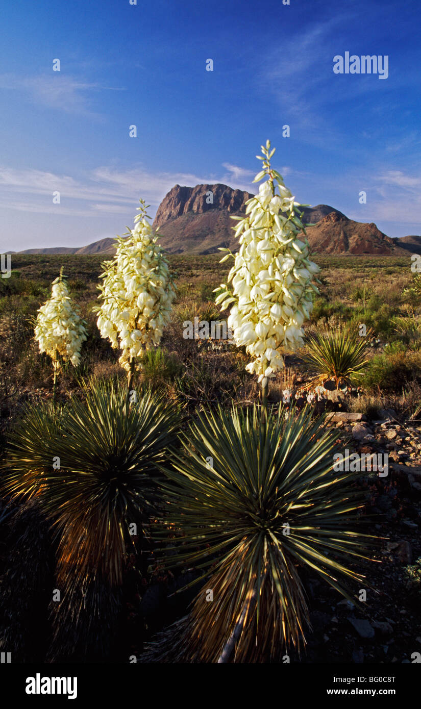 Blooming Torrey's yucca (Yucca torreyi) Chisos Mountains, Chihuanhuan ...