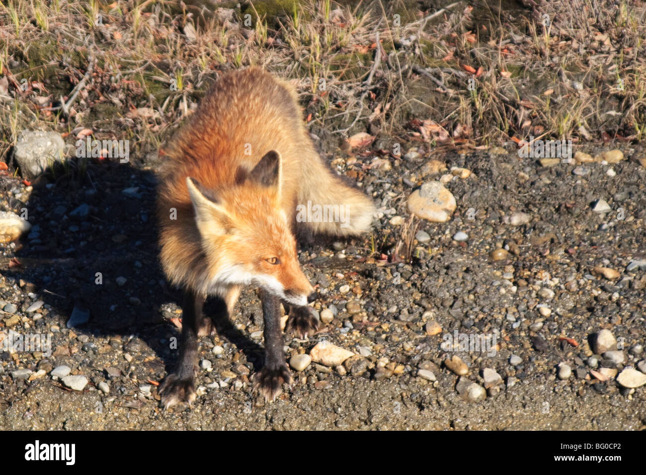 Red arctic fox hi-res stock photography and images - Alamy