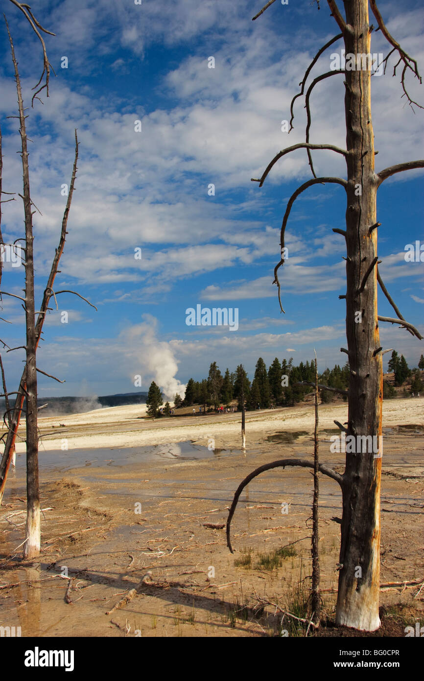 Yellowstone hot springs pool with dead trees Stock Photo - Alamy