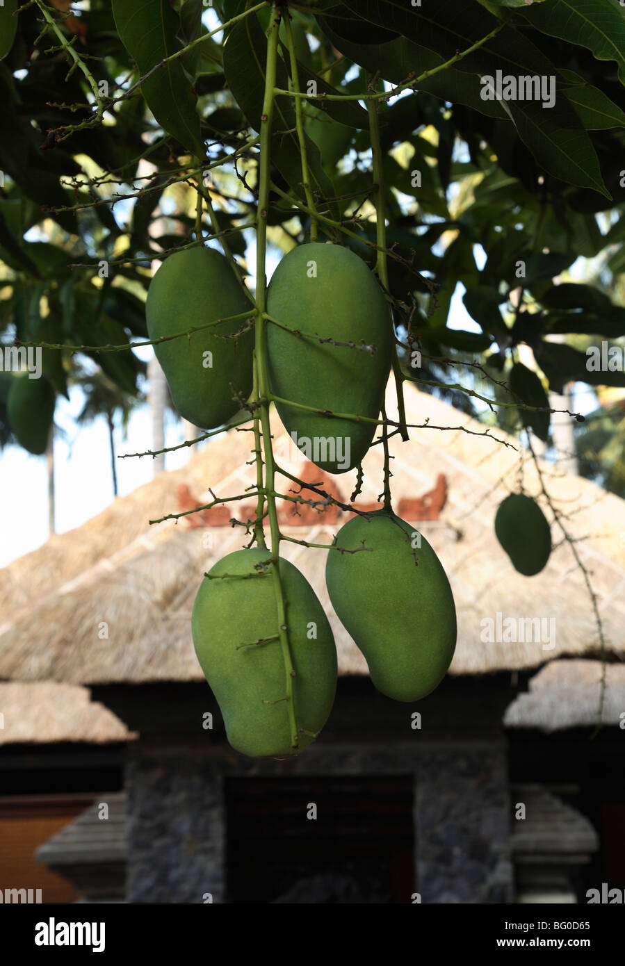 Mango tree hi-res stock photography and images - Alamy