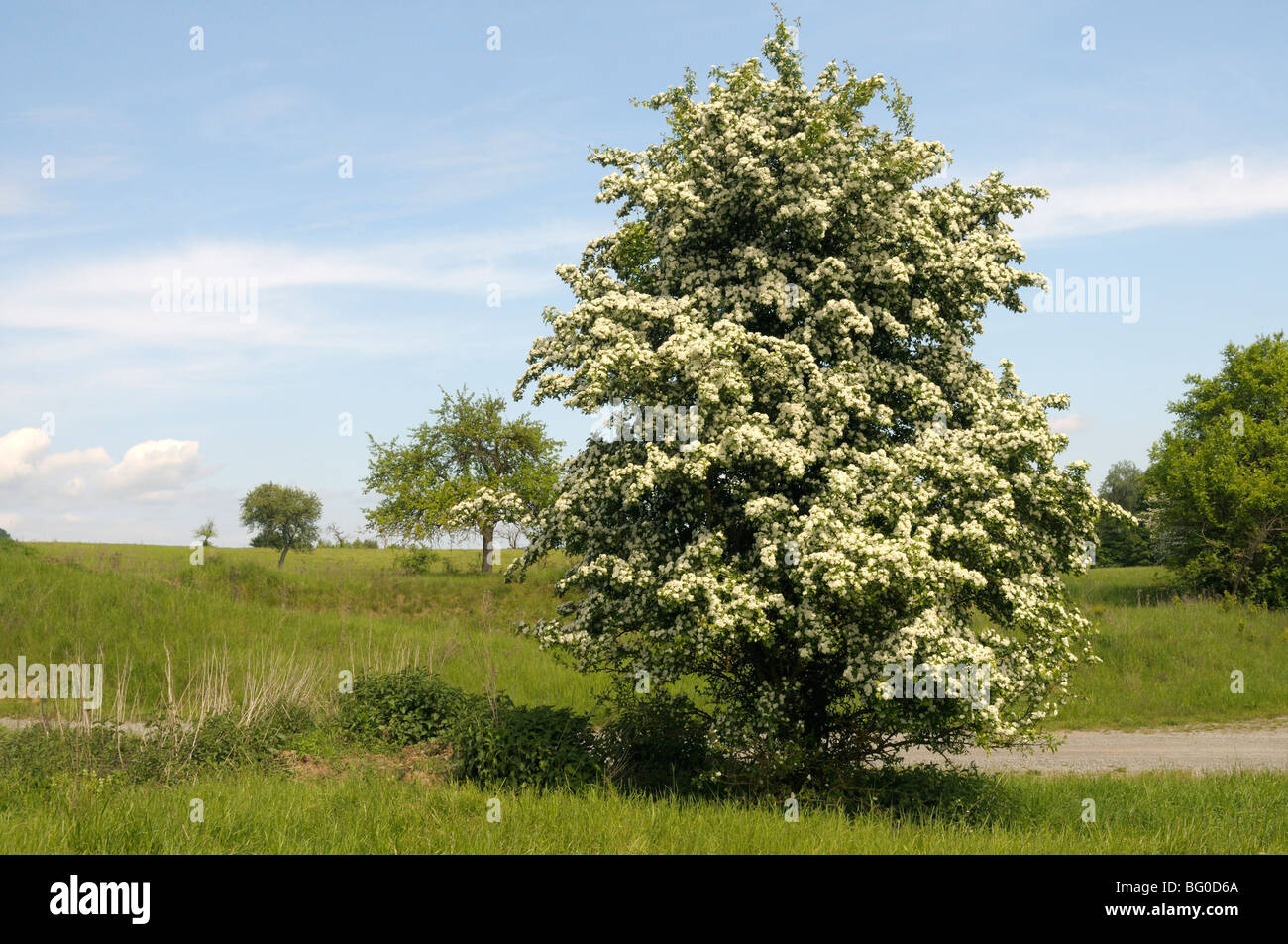 Hawthorn bush tree hi-res stock photography and images - Alamy