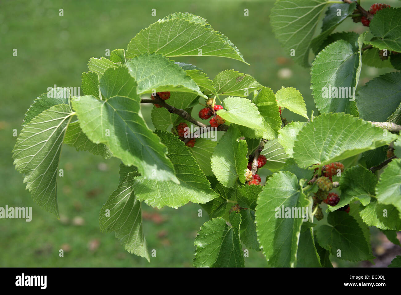 Black mulberry tree hi-res stock photography and images - Alamy