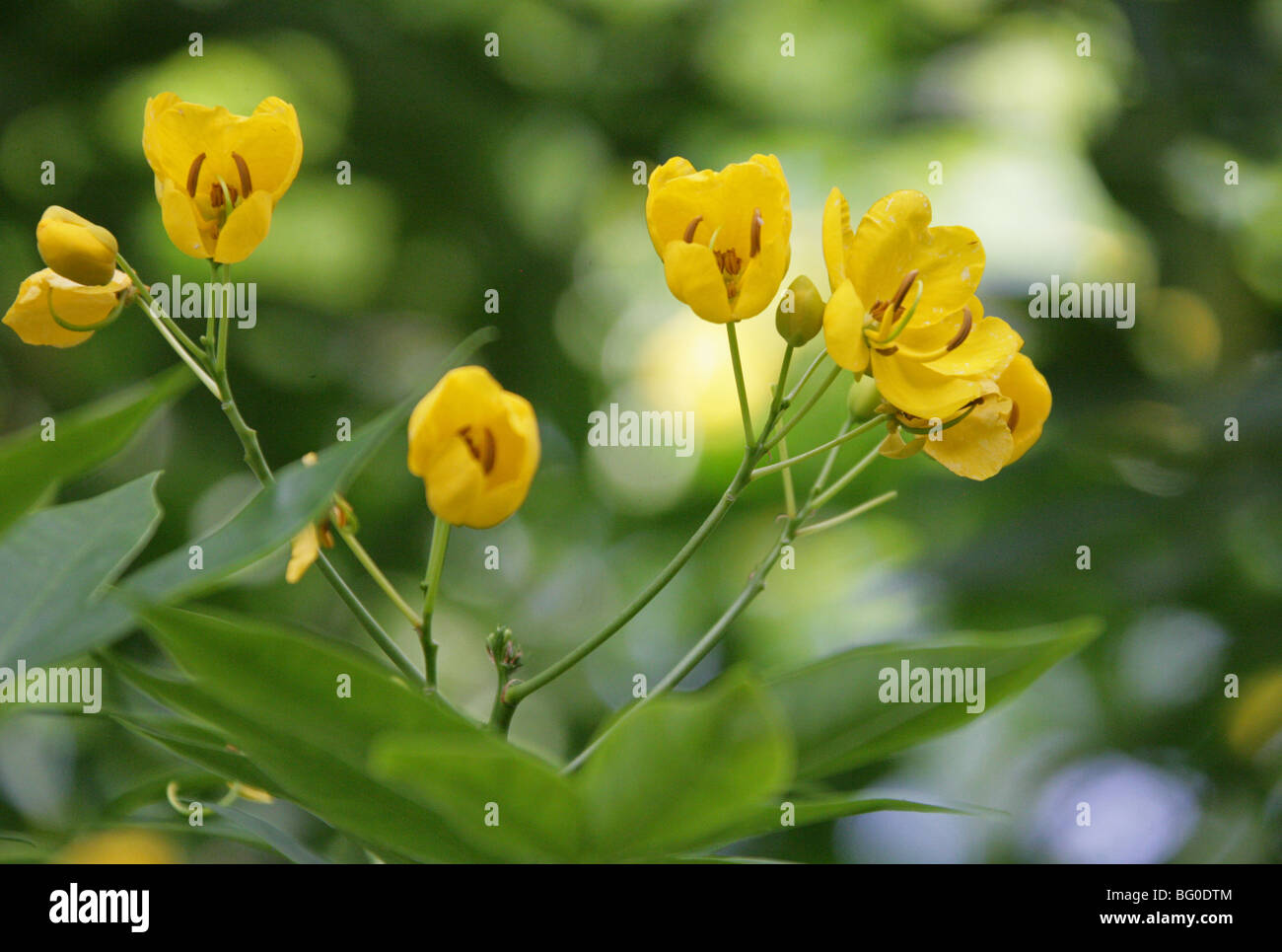 Arsenic Bush, Brusca, Dooley Weed, Frijolillo, Hedionda Macho, Hill ...