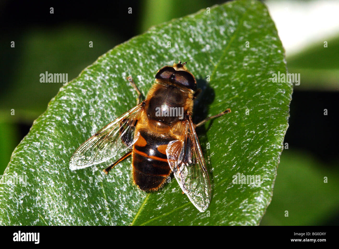 Hoverfly Eristalis Family Syrphidae colourful Flower Flies with various ...