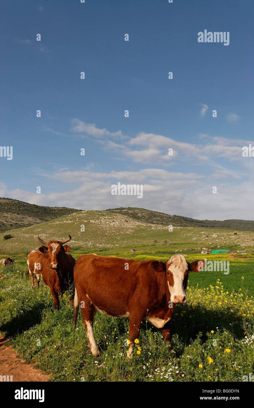 Israel, the Lower Galilee. Cattle in Beth Natofa valley Stock Photo - Alamy