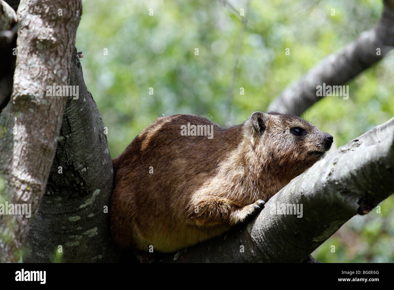 Rock Hyrax also known as the Cape Dassie, (Procavia capensis), in the ...