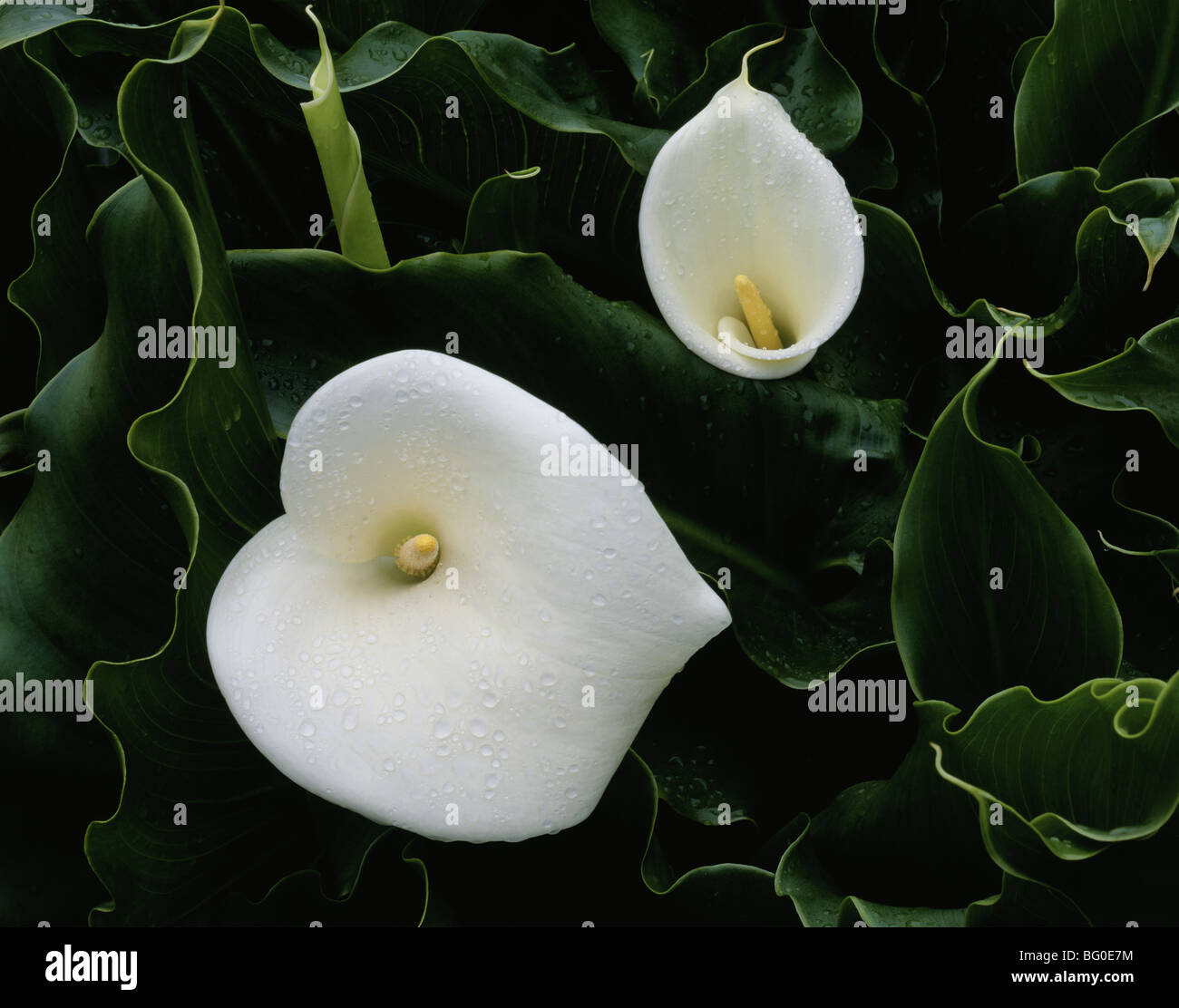 CALIFORNIA - Calla lily growing wild at Garrapata State Park on the ...