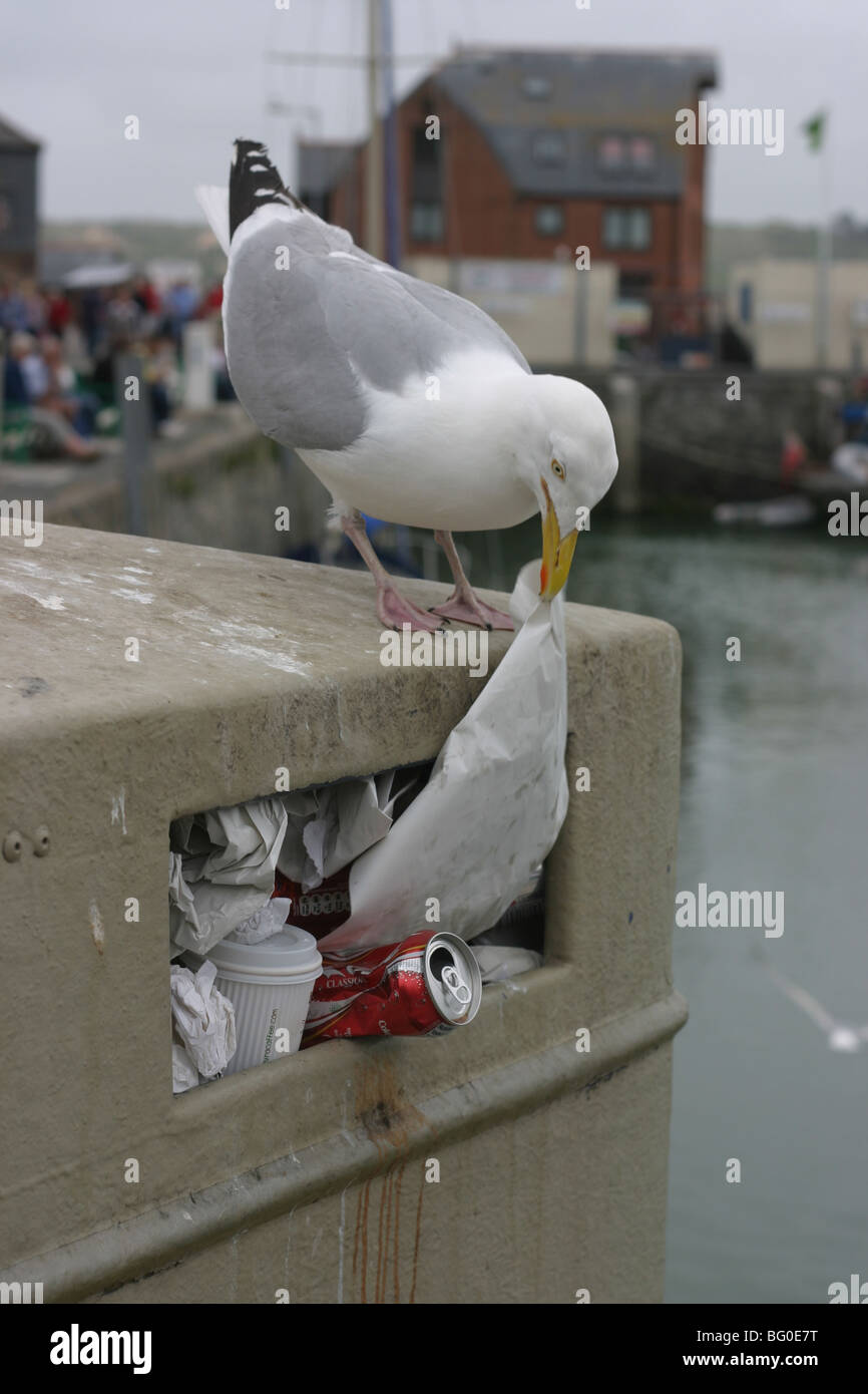 seagull taking rubbish from bin Stock Photo - Alamy