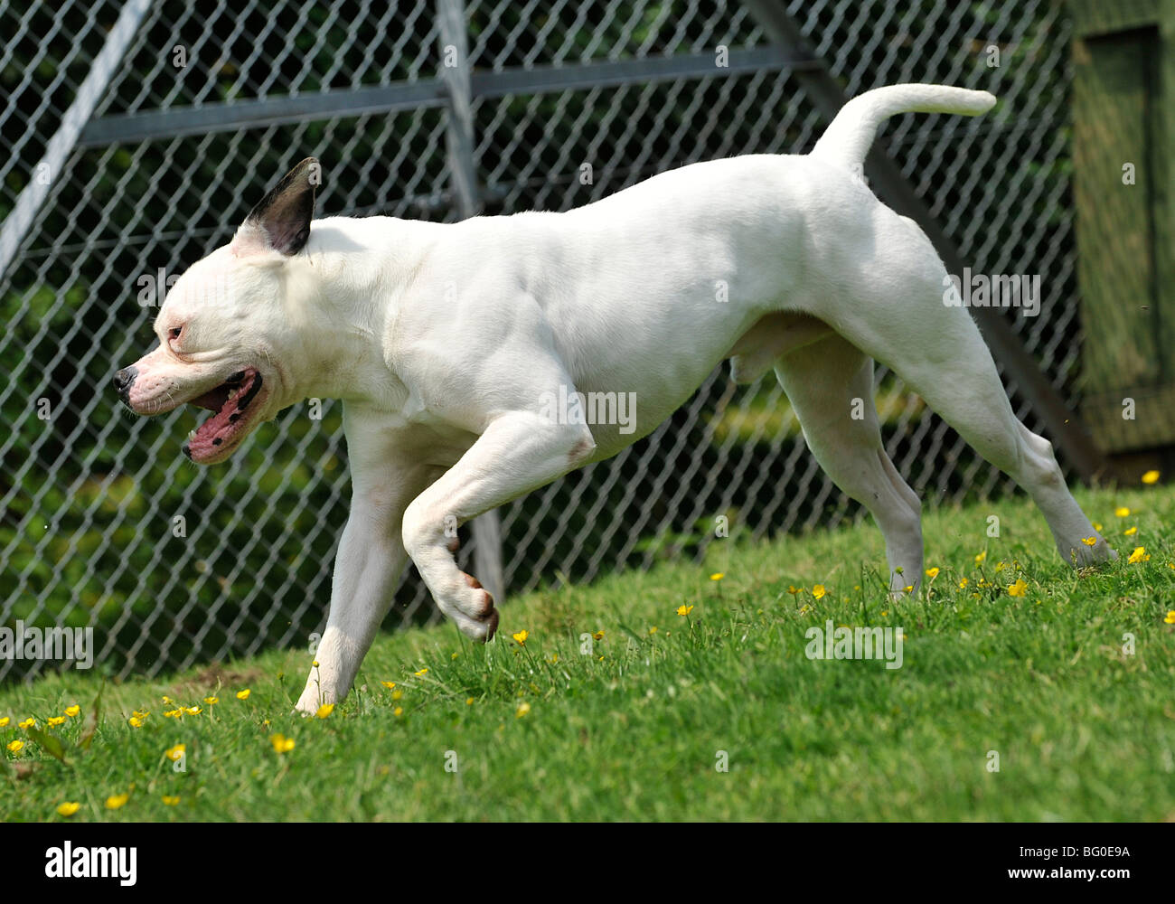 Aggressive bulldog hi-res stock photography and images - Alamy