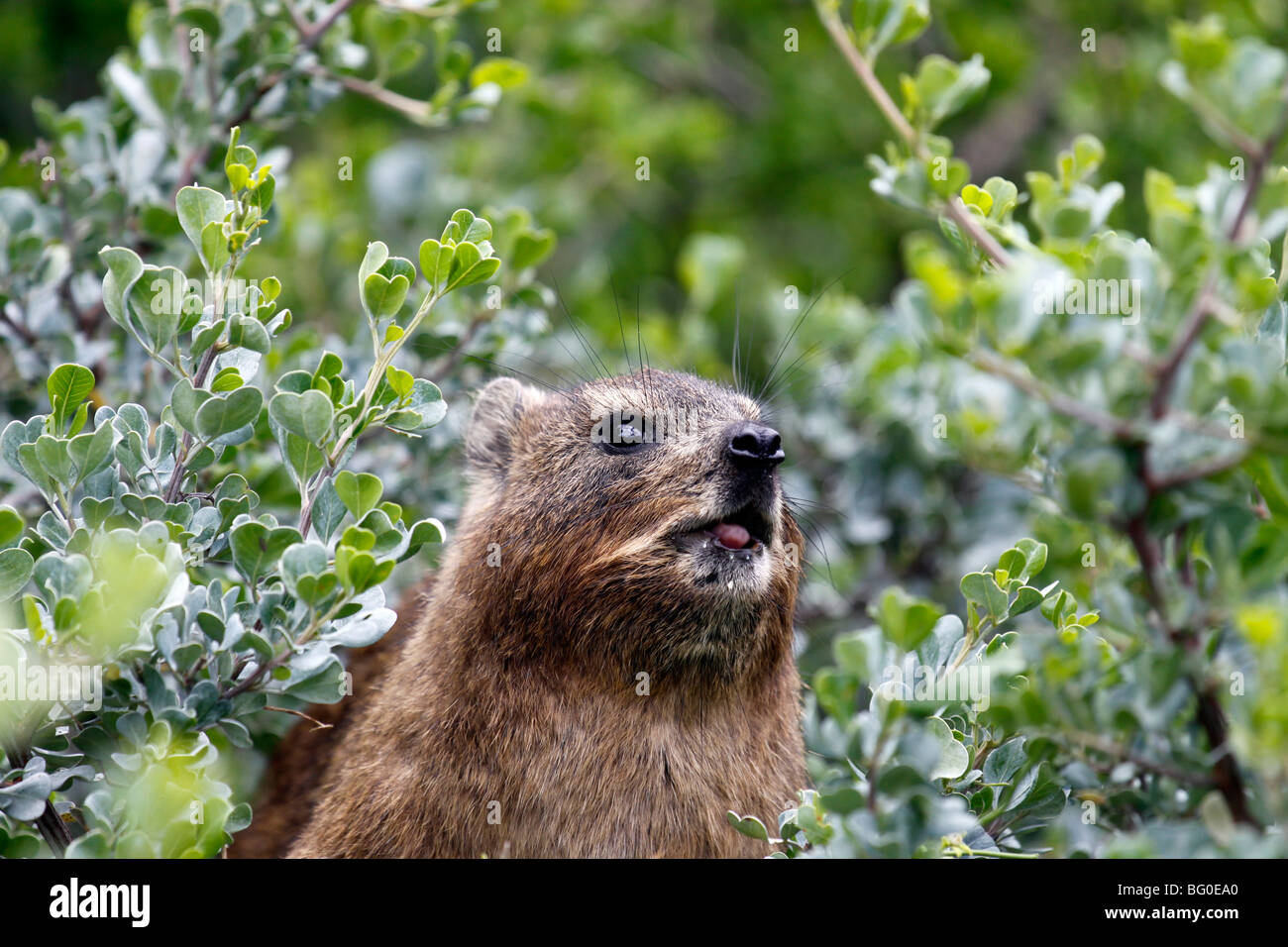 Rock Hyrax also known as the Cape Dassie, (Procavia capensis), in the ...