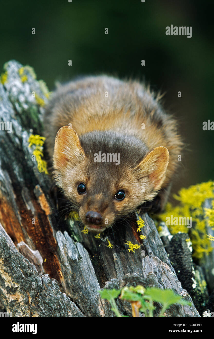American Marten On Tree High Resolution Stock Photography and Images ...