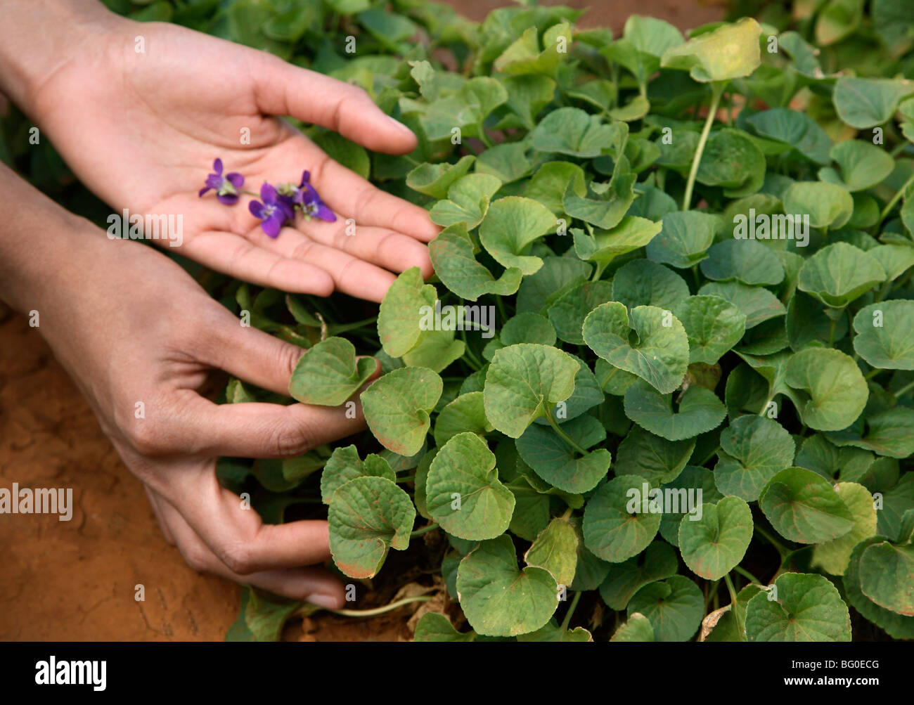 Violets hi-res stock photography and images - Alamy