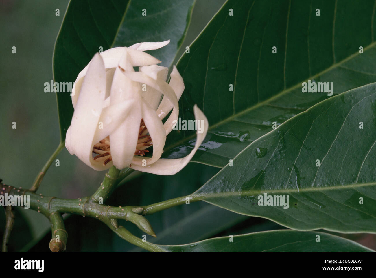 Cempakflower hi-res stock photography and images - Alamy