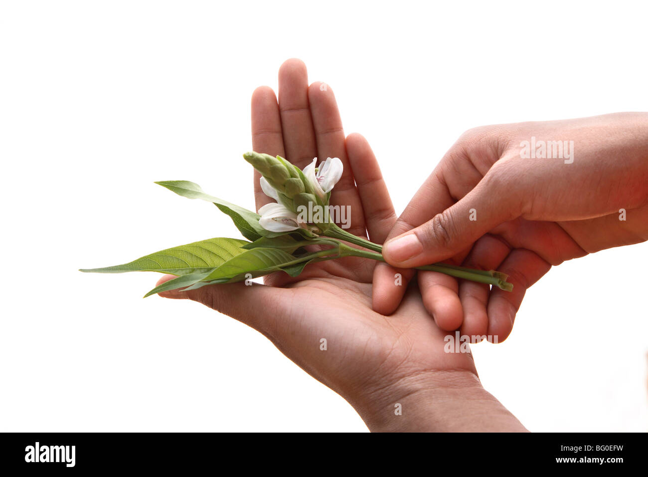 Adhatodvasica hi-res stock photography and images - Alamy