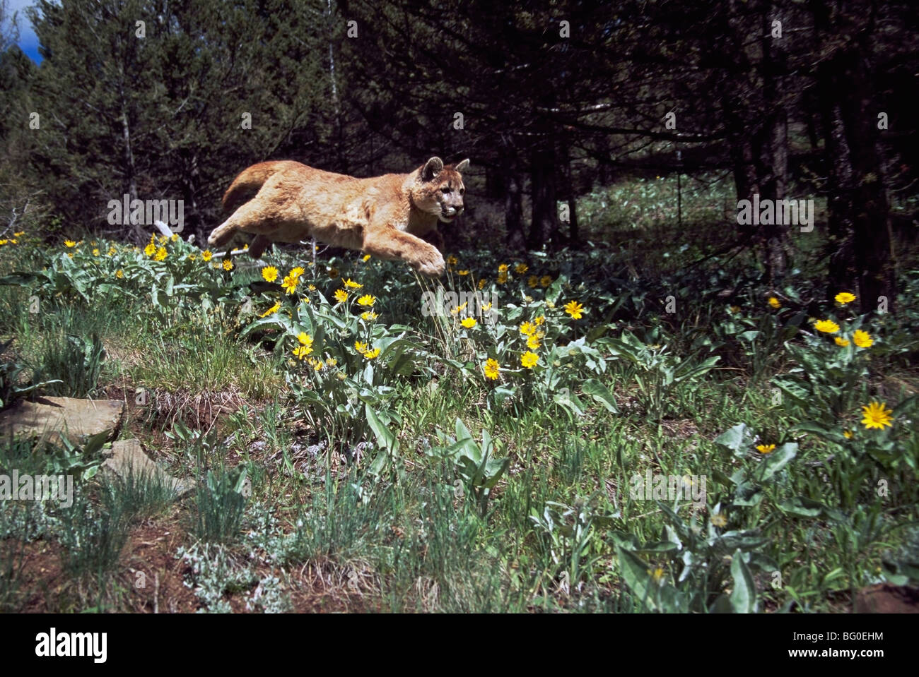 Mountain lion cub bounding across mountain meadow Stock Photo - Alamy