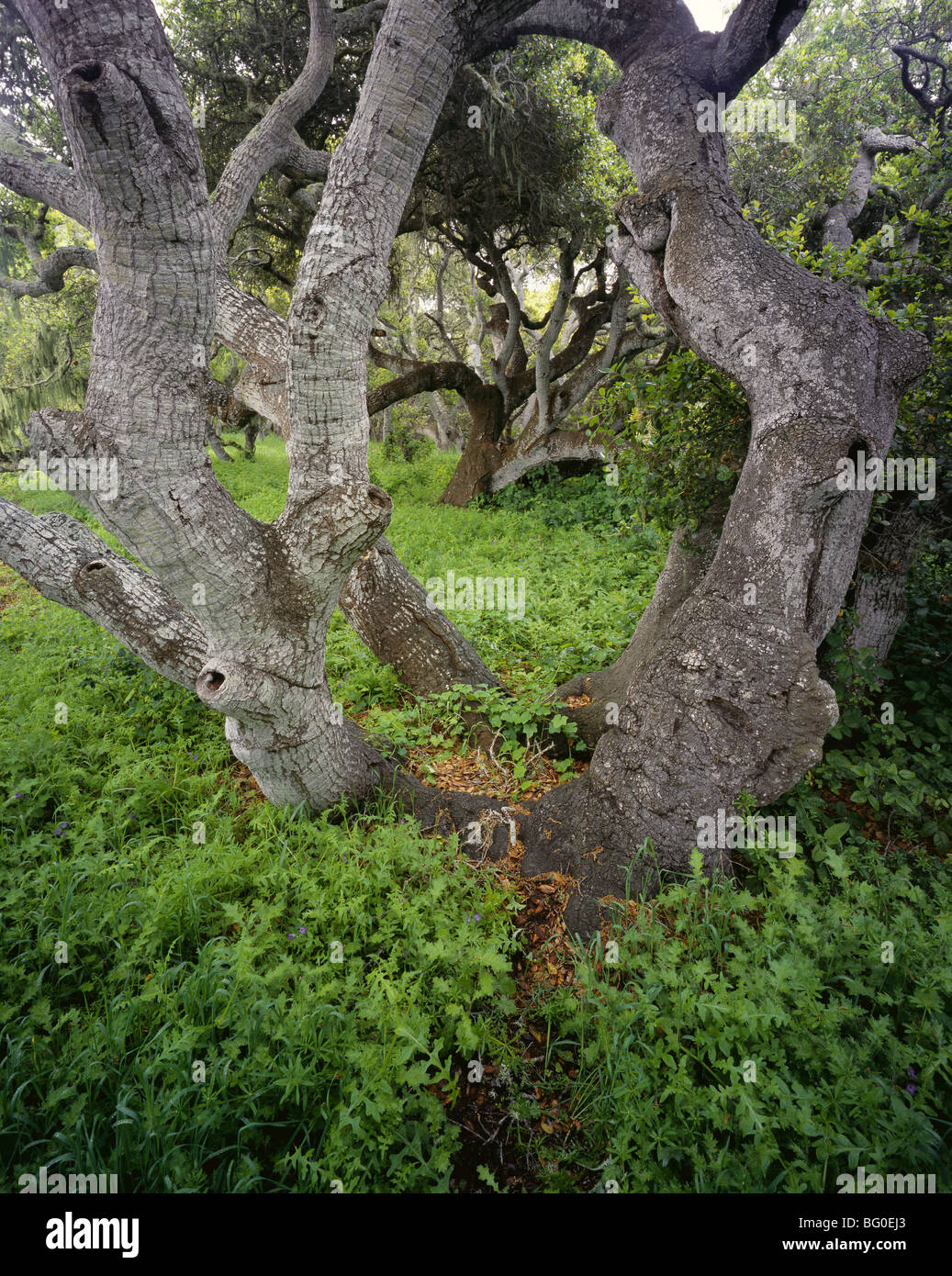 Knarly trees hi-res stock photography and images - Alamy