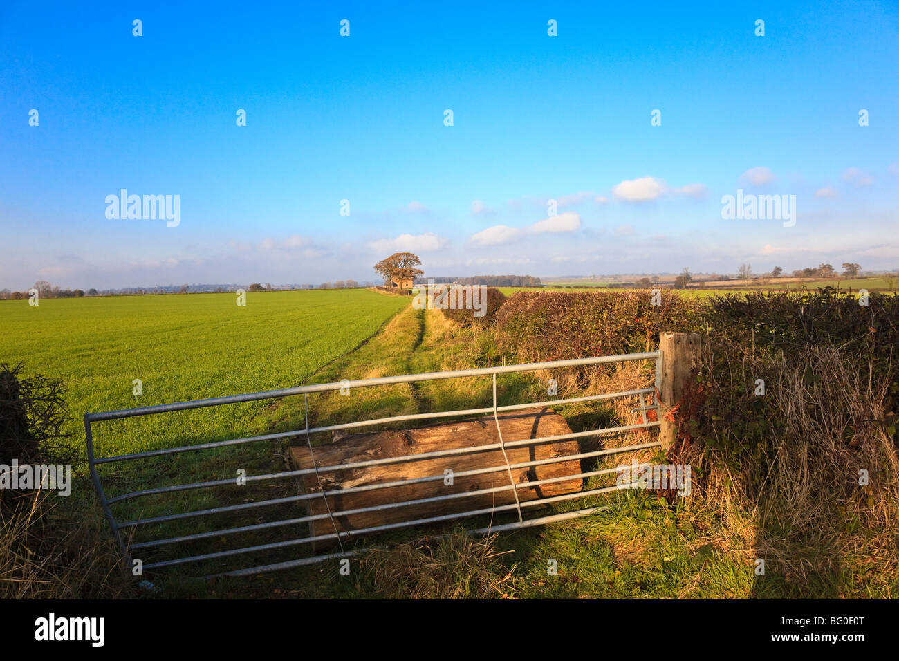 Sheepy hi-res stock photography and images - Alamy