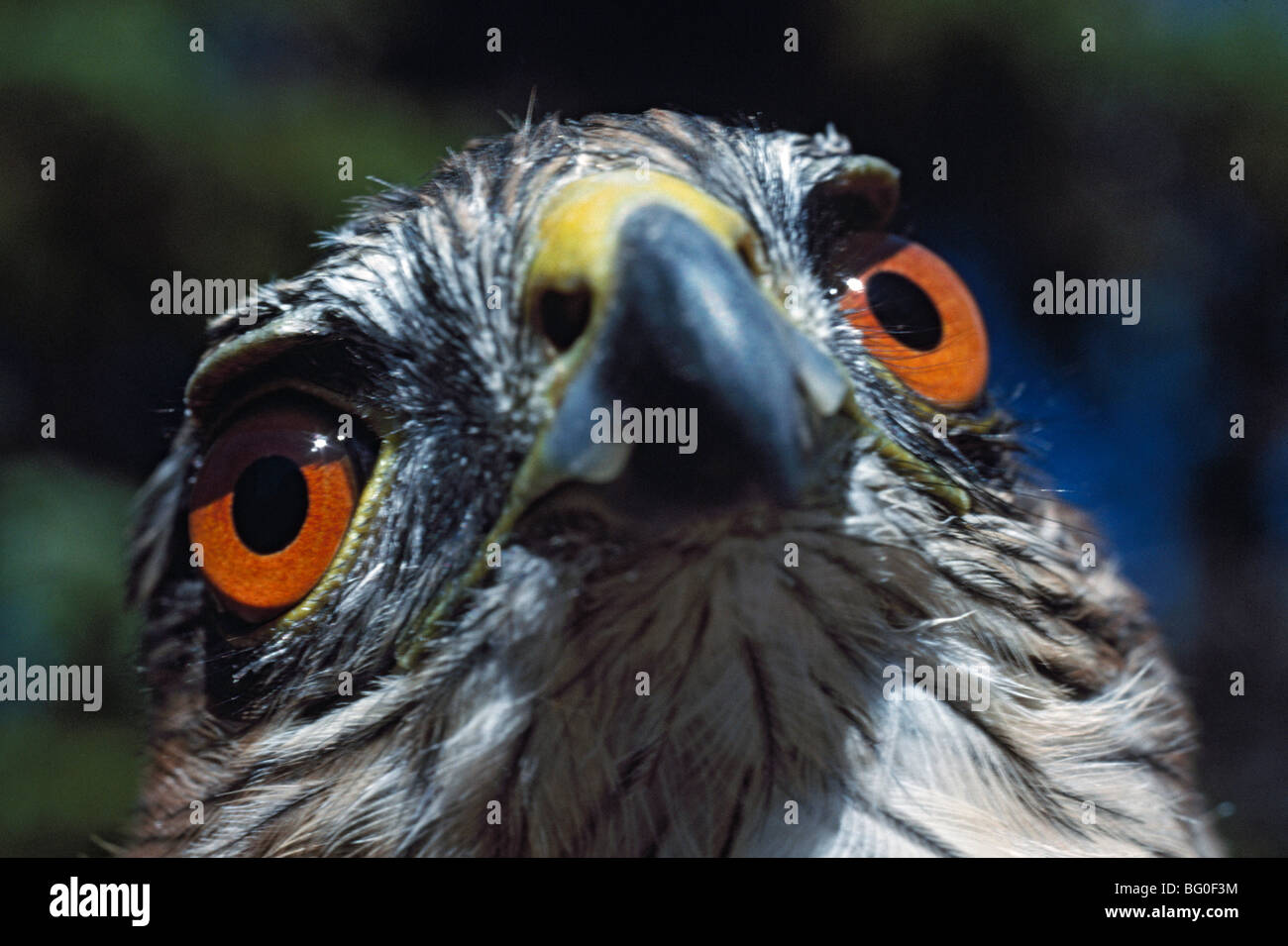 Eyes of sharp-shinned hawk (Accipiter striatus Stock Photo - Alamy