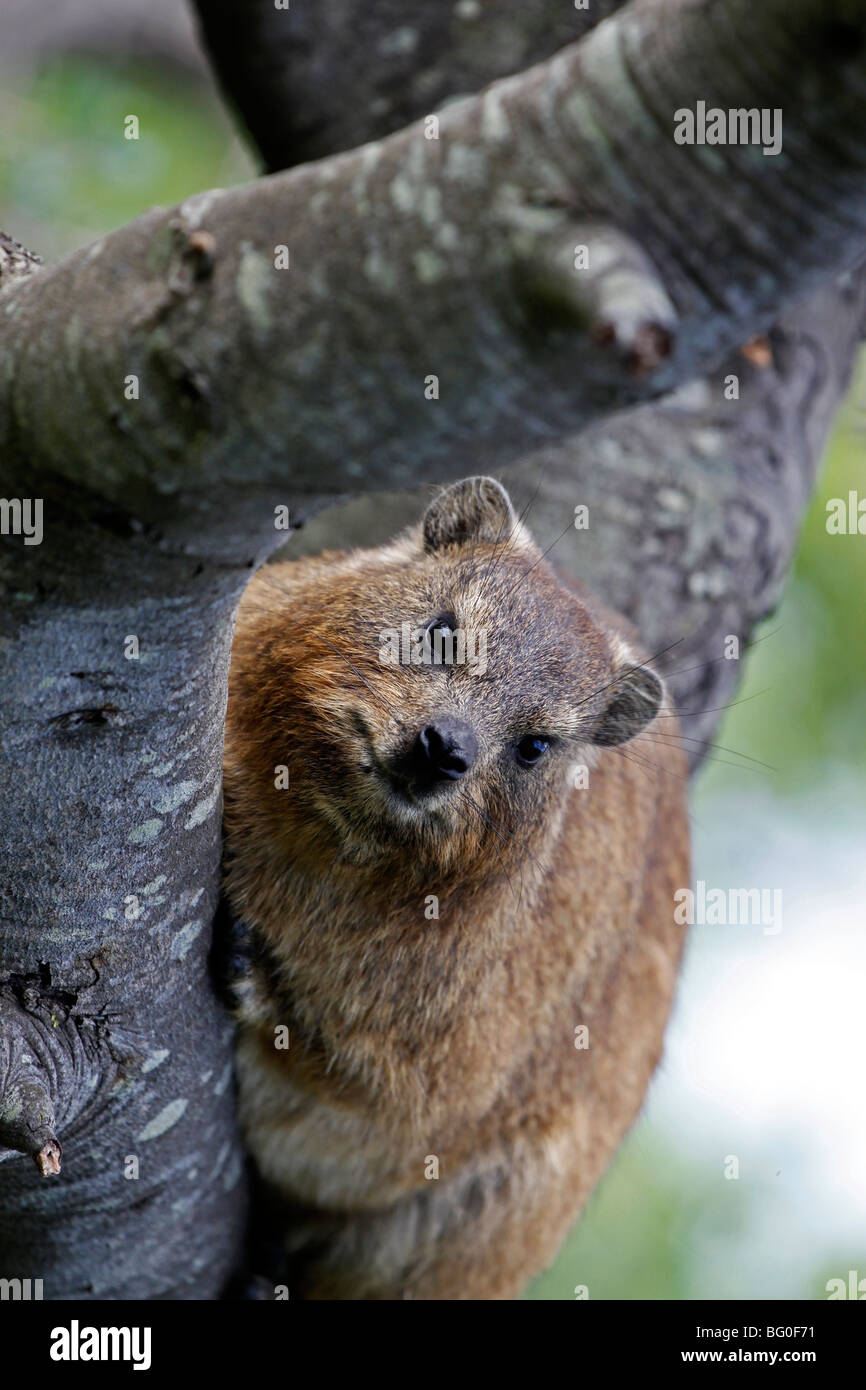 Dassie in the cape hi-res stock photography and images - Alamy