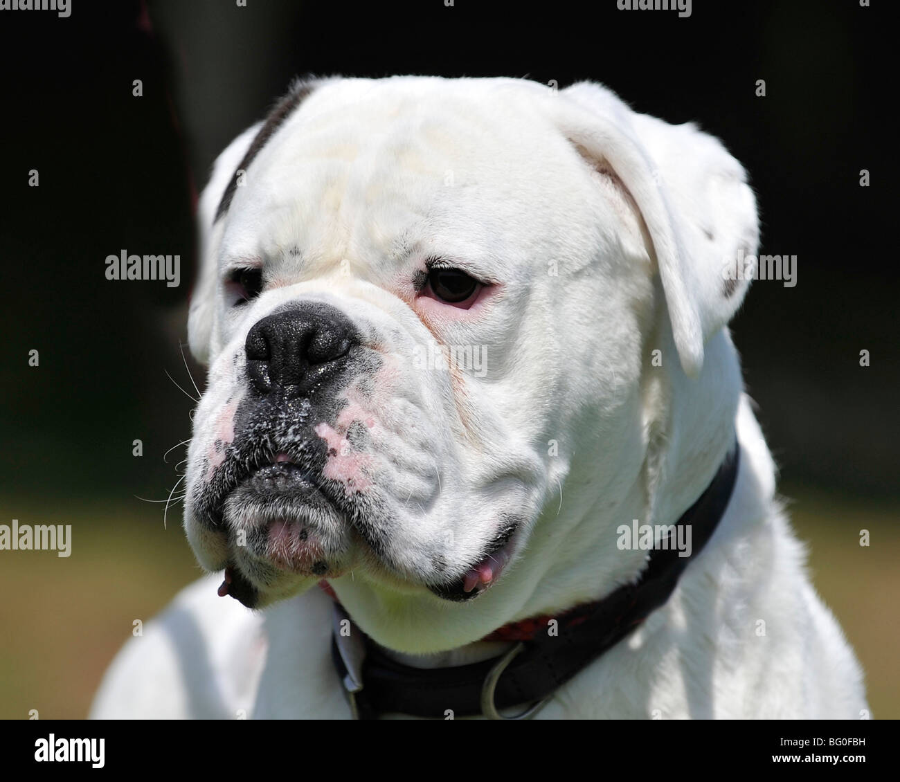Aggressive Bulldog High Resolution Stock Photography and Images - Alamy