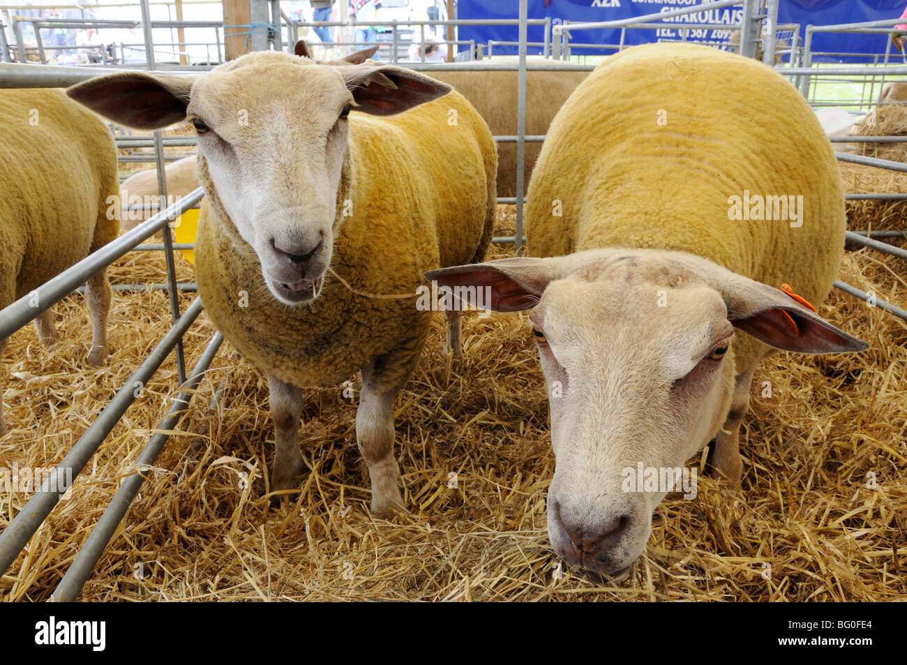 Charollais sheep hi-res stock photography and images - Alamy