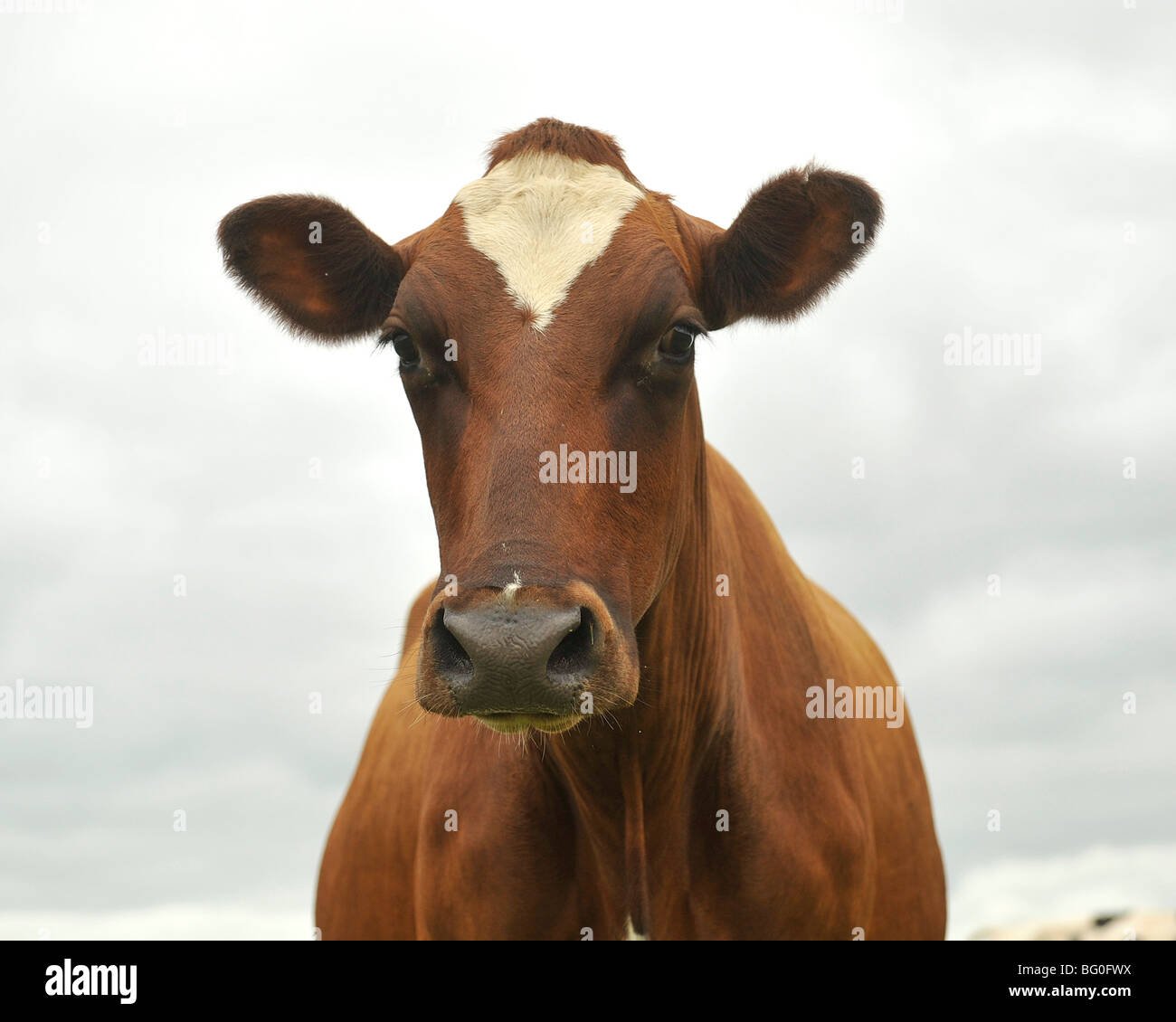 Cow hi-res stock photography and images - Alamy