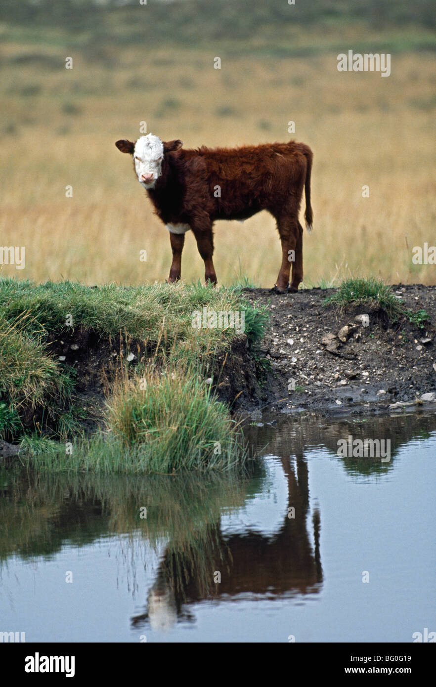 White faced cow hi-res stock photography and images - Alamy
