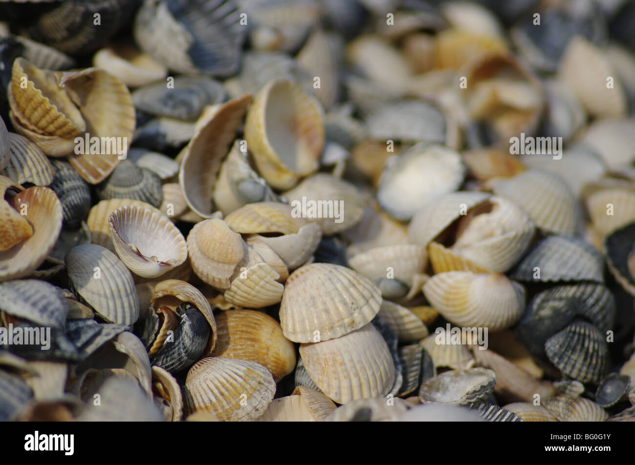 Countless numbers of sea shells Stock Photo - Alamy