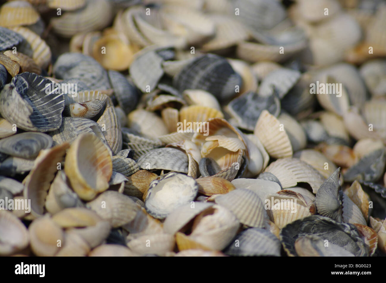 The great many of sea shells Stock Photo - Alamy