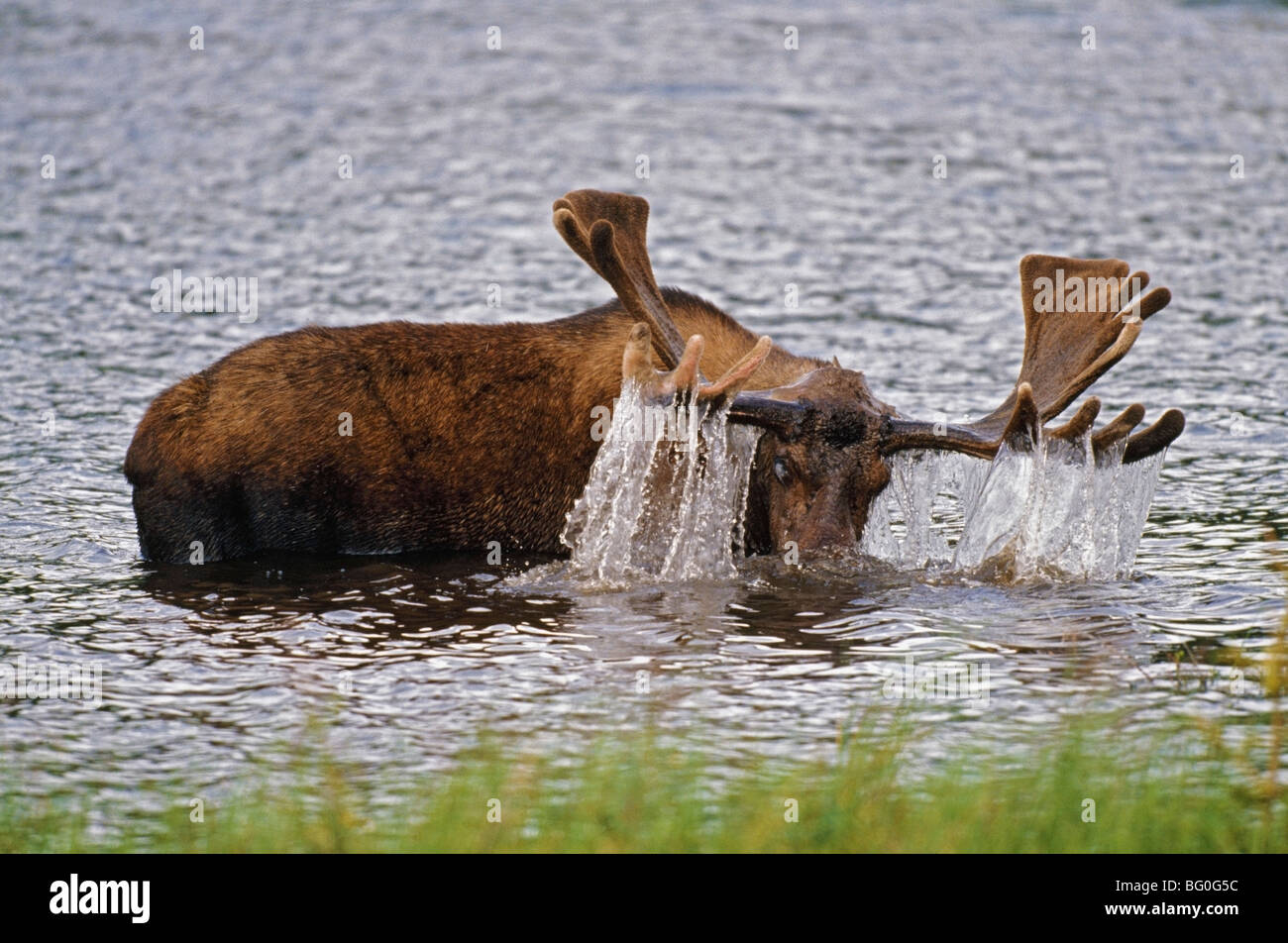 Bull moose raising its head from underwater feeding Stock Photo - Alamy