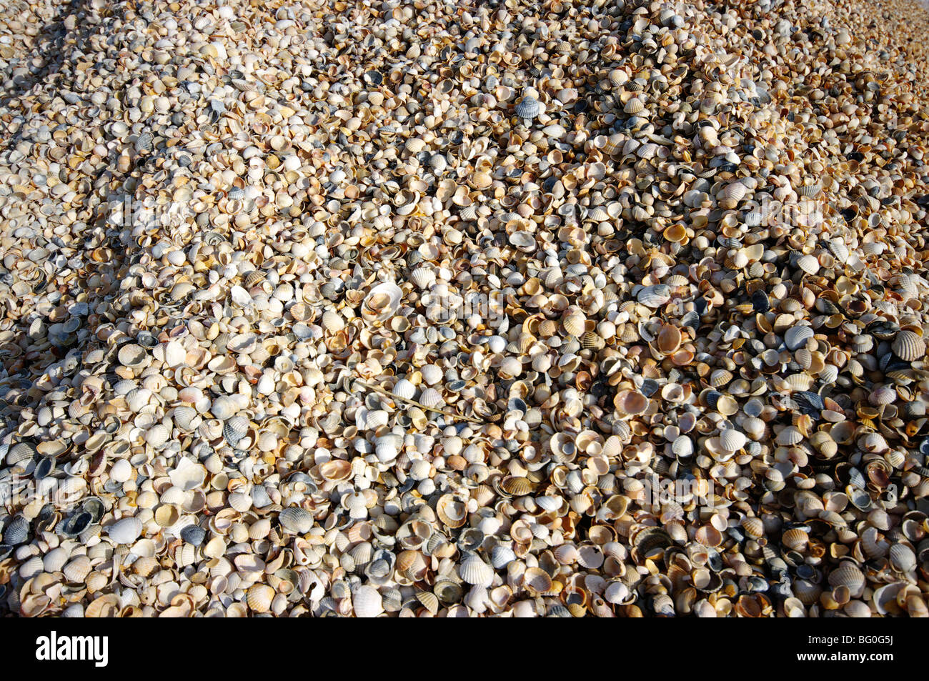 Pile Of Sea Shells High Resolution Stock Photography and Images - Alamy