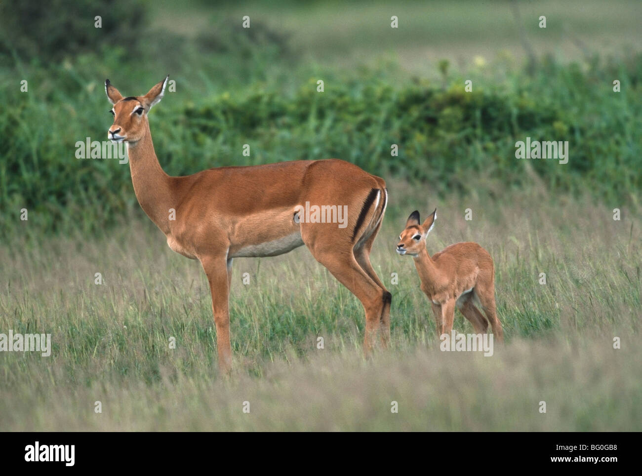 Impala with fawn, Amboseli National Park, Kenya, Africa Stock Photo - Alamy