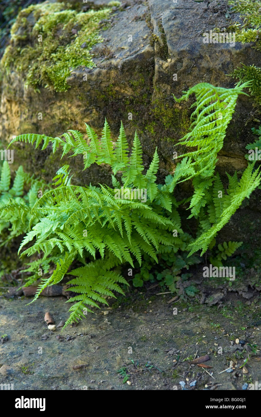 Lady fern hi-res stock photography and images - Alamy