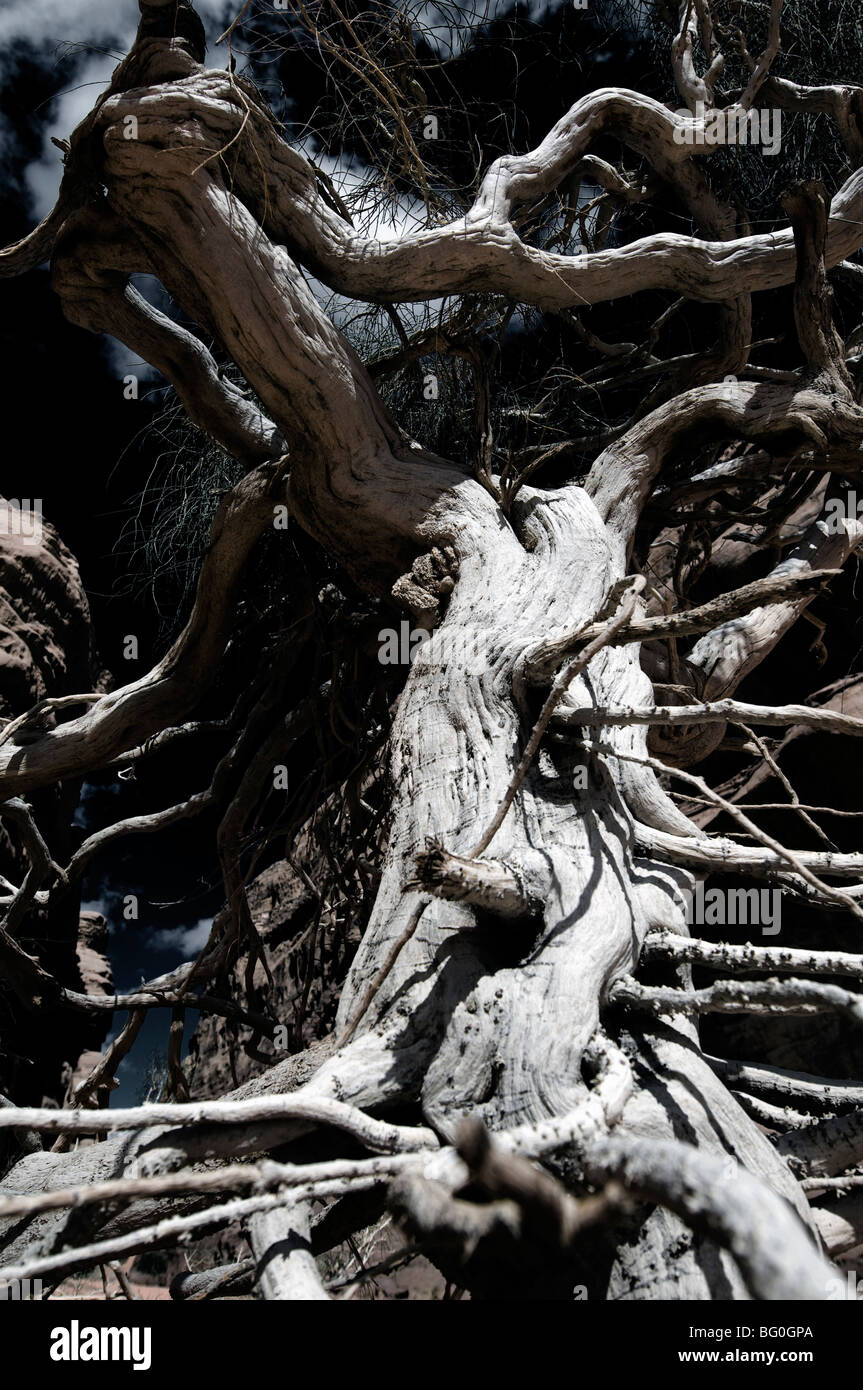 Tree dry dried up barren hi-res stock photography and images - Alamy