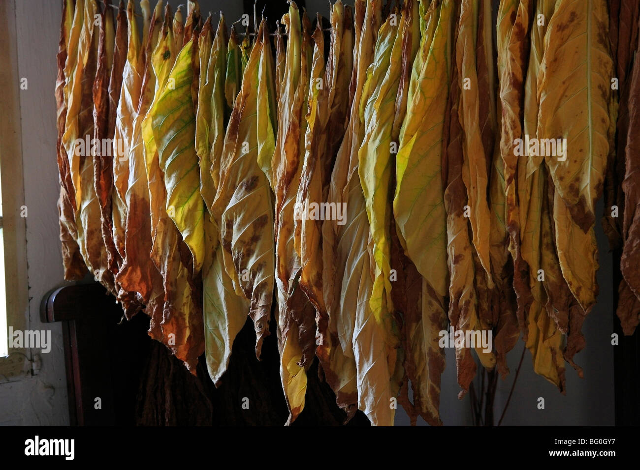 Air Curing High Resolution Stock Photography and Images - Alamy