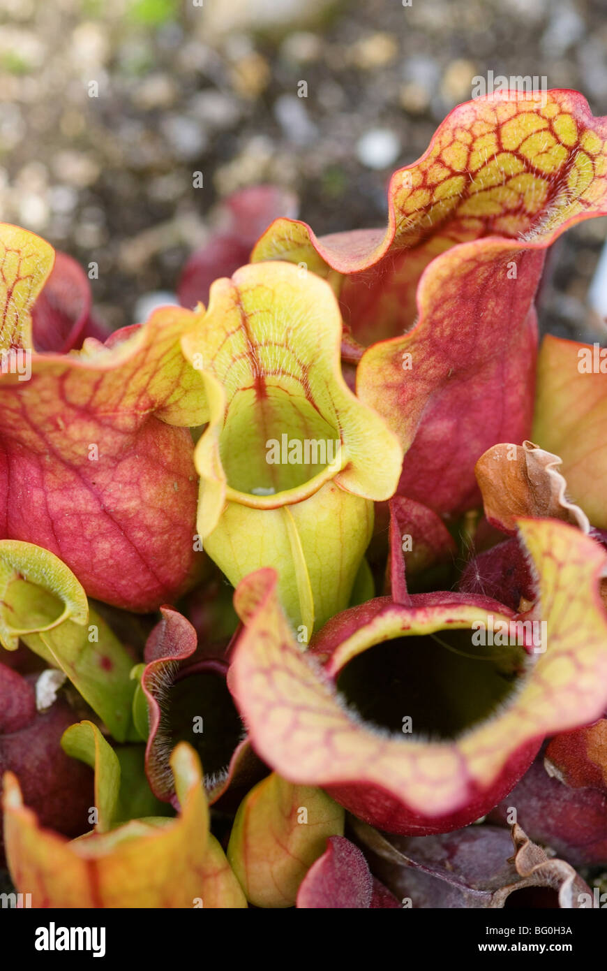 SARRACENIA PURPUREA SSP VENOSA PURPLE PITCHER PLANT Stock Photo - Alamy