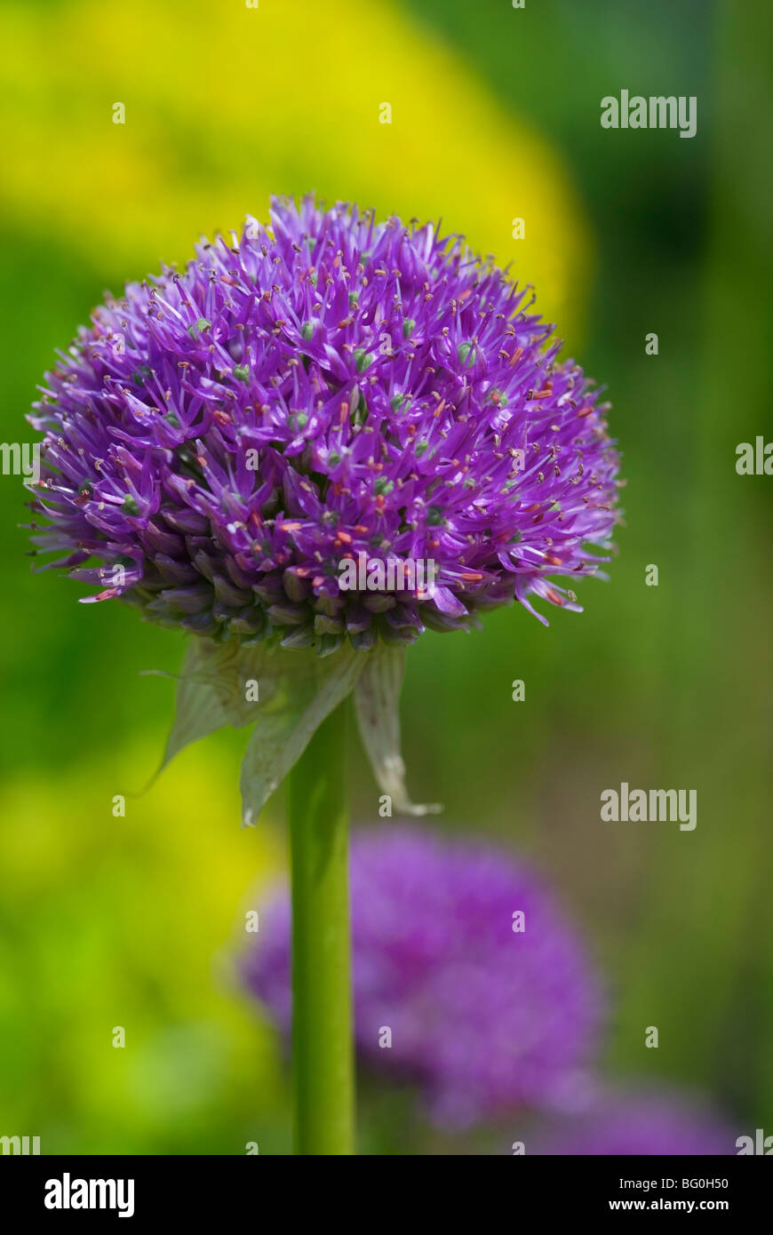 Allium his excellency hi-res stock photography and images - Alamy