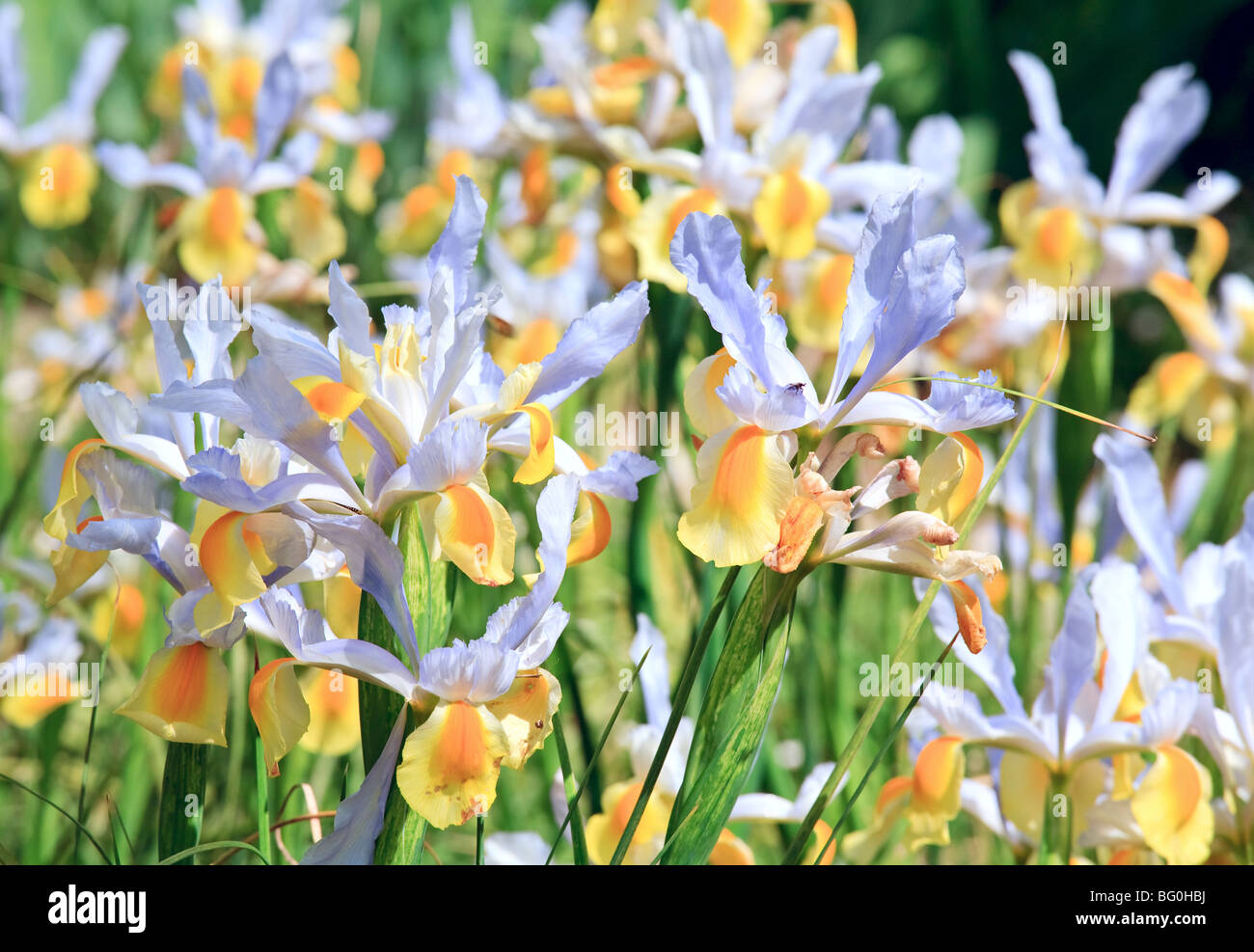Variegated iris hi-res stock photography and images - Alamy