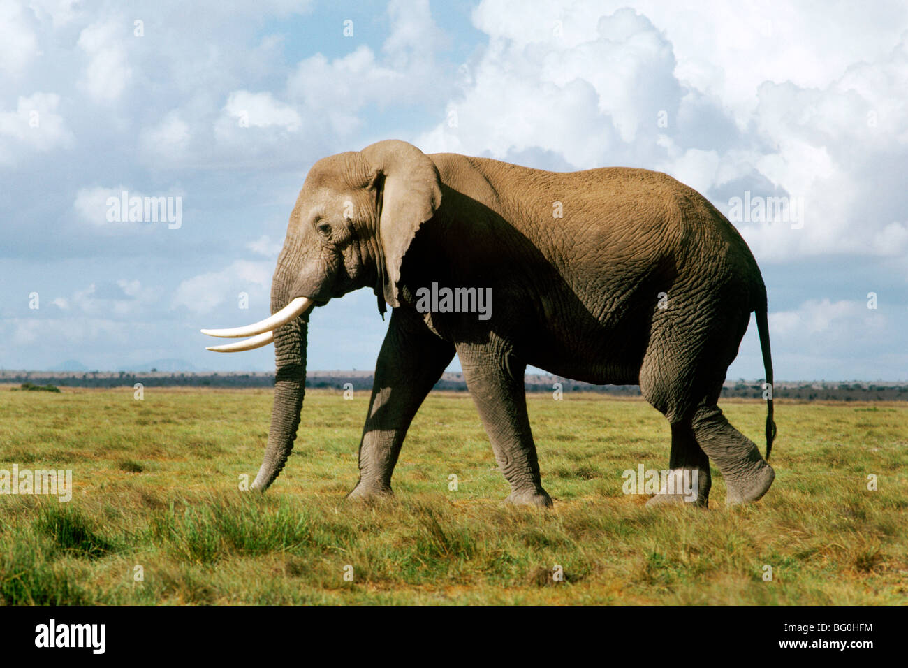 African elephant with large tusks, Amboseli National Park, Kenya Stock ...