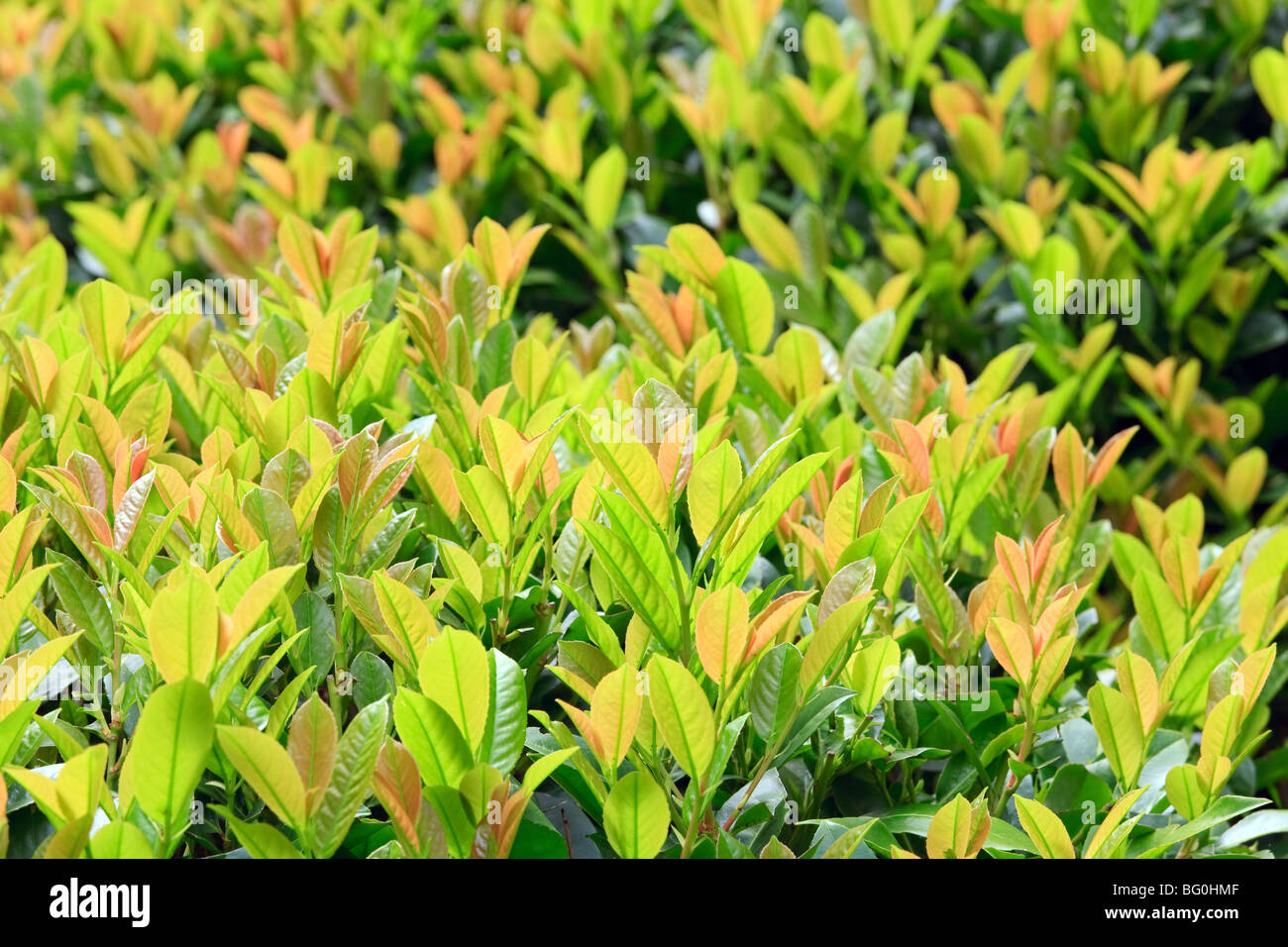 green spring bush in park (nature background Stock Photo - Alamy