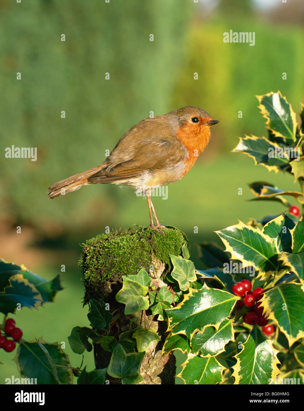 Little Red Robin Holly