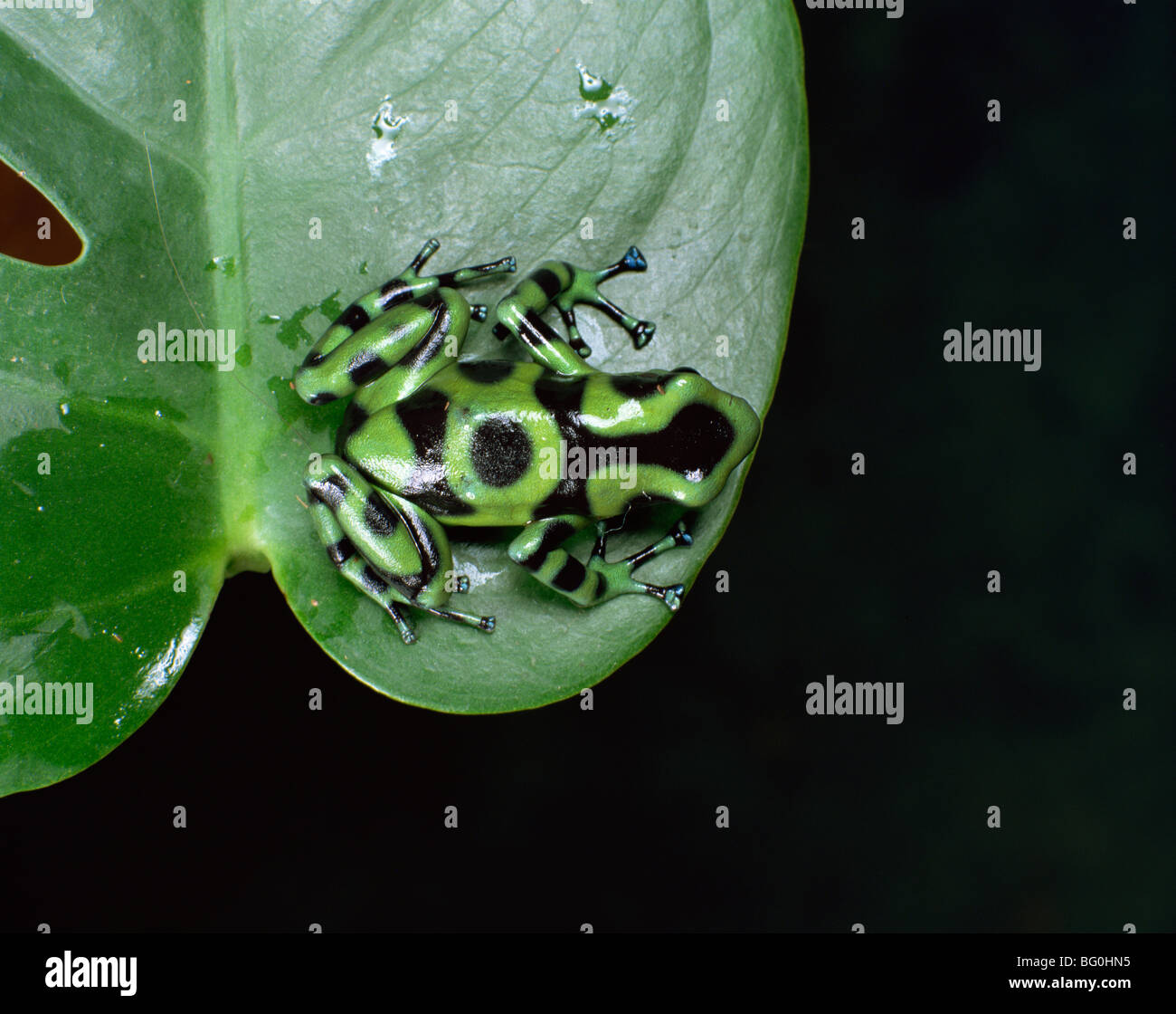Poison arrow tree frog (Dendrobates auratus Stock Photo - Alamy