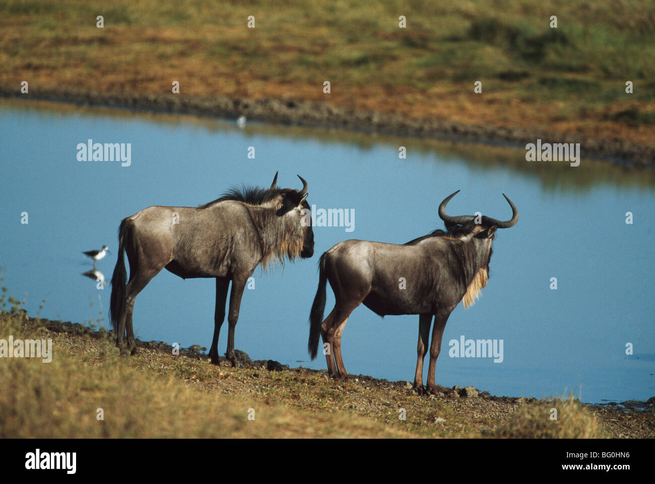 Wildebeest and bird hi-res stock photography and images - Alamy