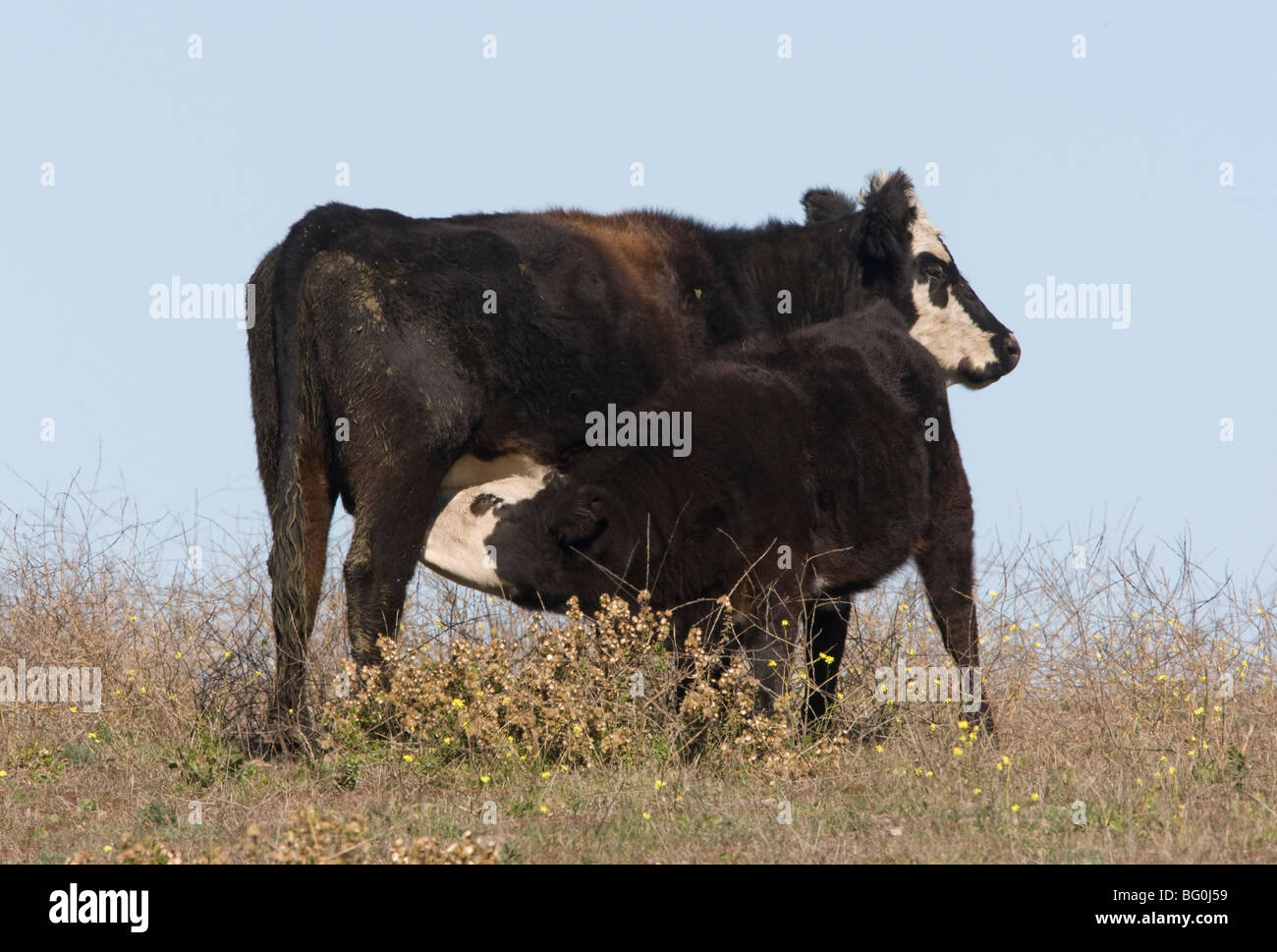 Nursing cattle hi-res stock photography and images - Alamy