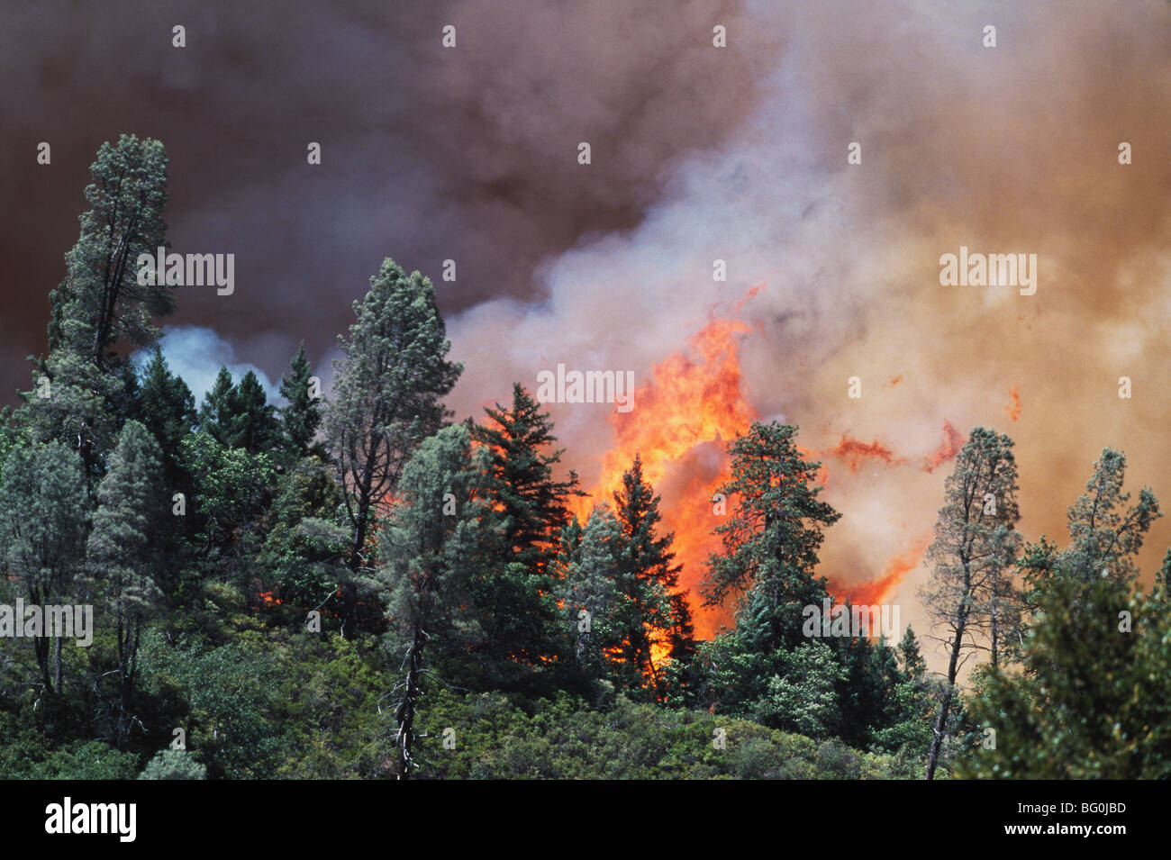Huge flames from wildfire, Shasta-Trinity National Forest, California ...