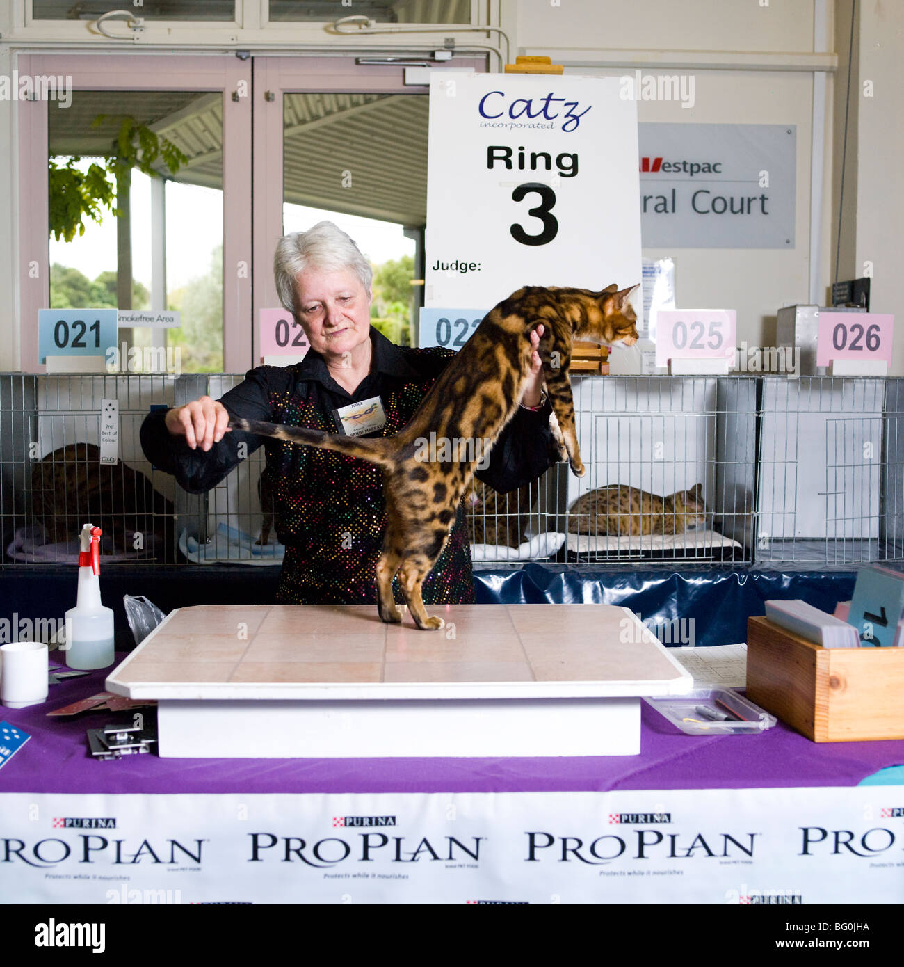 Senior lady examining cat at cat show Stock Photo - Alamy