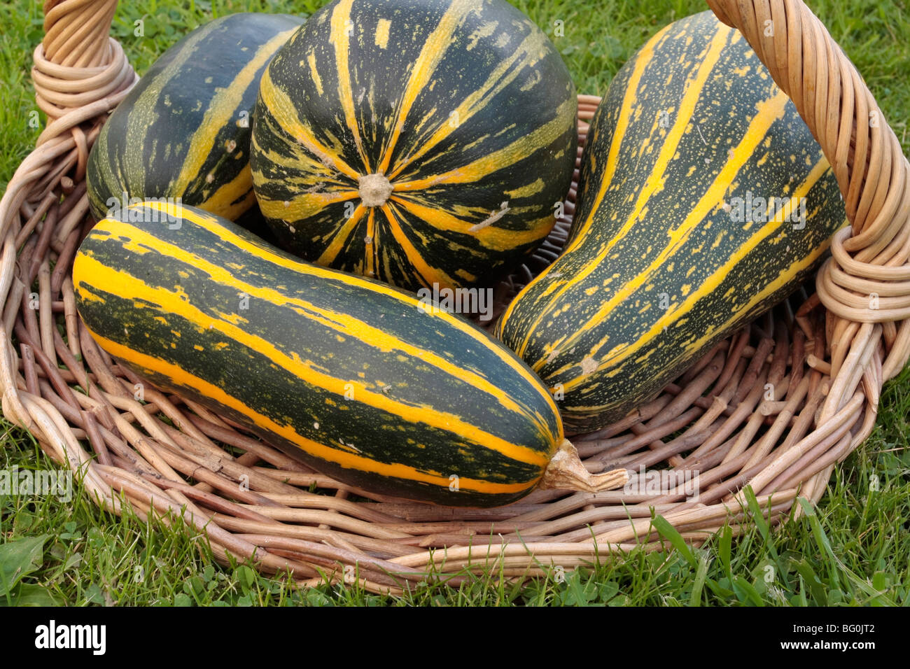 Freshly picked marrows closeup Stock Photo - Alamy